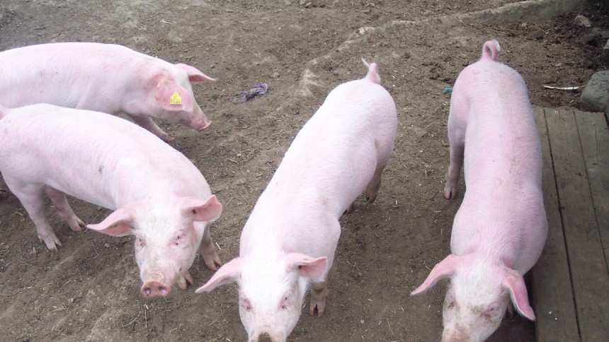 Danmarks svine-spild-produktion | Arbejderen